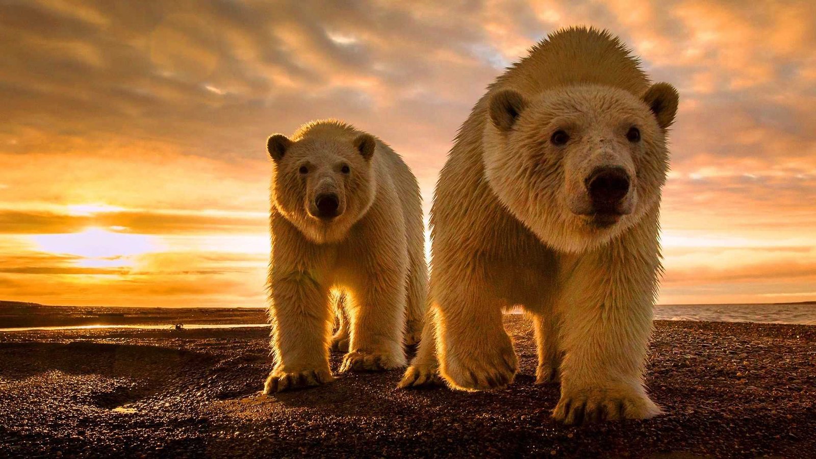 White Polar Bears Par Crbeni Clouds Sunset Desktop Backgrounds Free White Polar Bears Par Crbeni Clouds Sunset Desktop Backgrounds Free