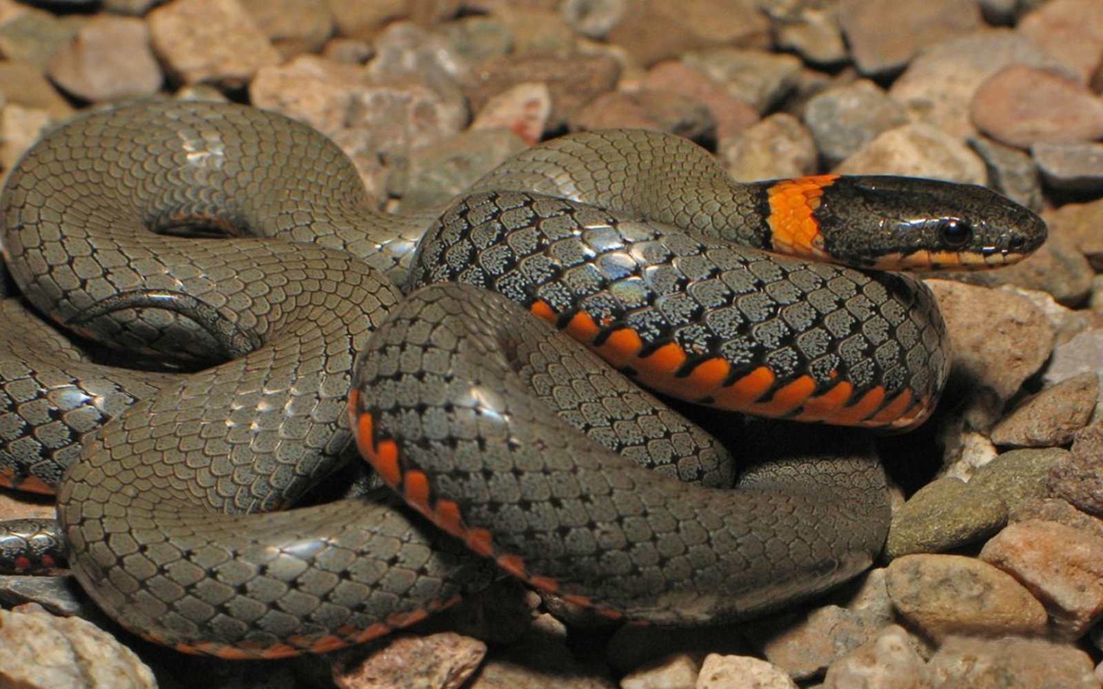 Anaconda Python Snake Hd Wallpaper Wallpapers13
