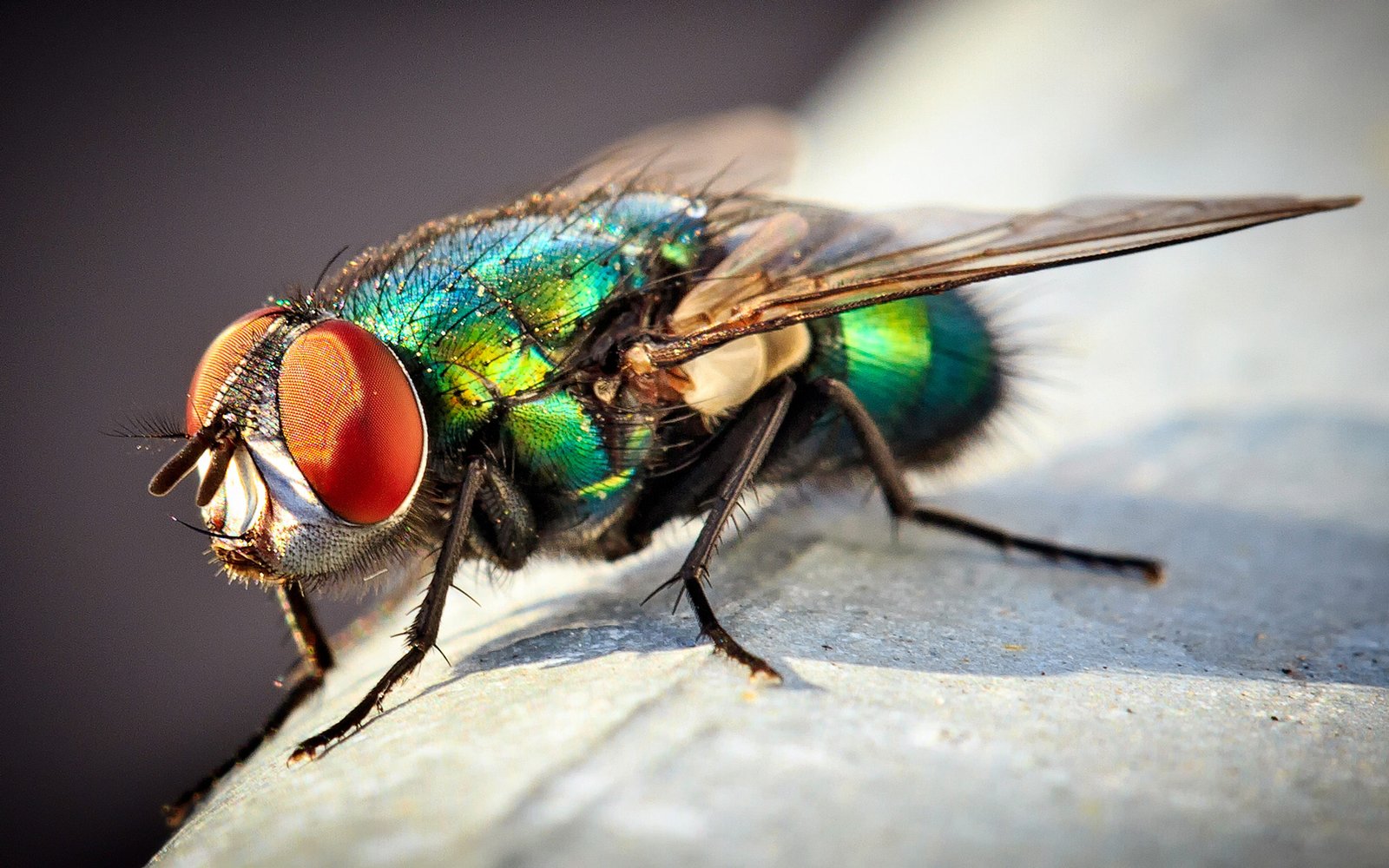 Insect Common Green Bottle Fly Macro Photo Desktop Wallpapers For ...