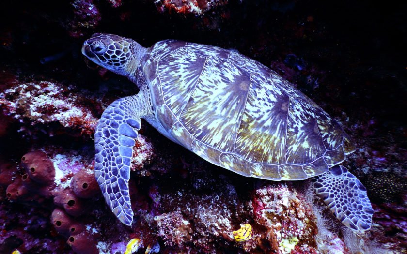 Exotic Marine Animals Underwater Sea Turtle Swimming Diving Photography ...